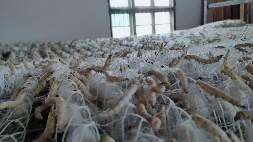 蚕吃够了桑叶就会开始做茧子,然后用蚕茧抽丝做丝绸,过程很复杂