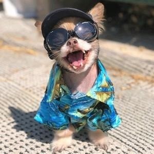 动物趣世界 