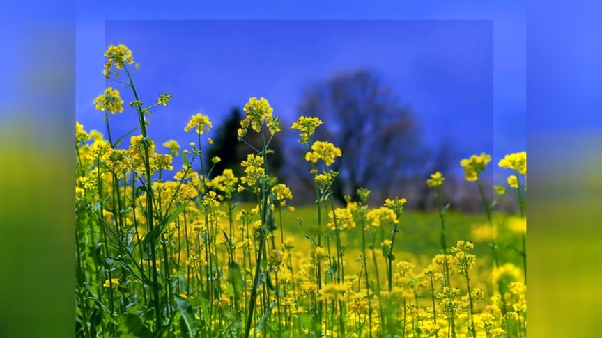 这个小伙做的PPT动画太漂亮,谁知道是怎么做的