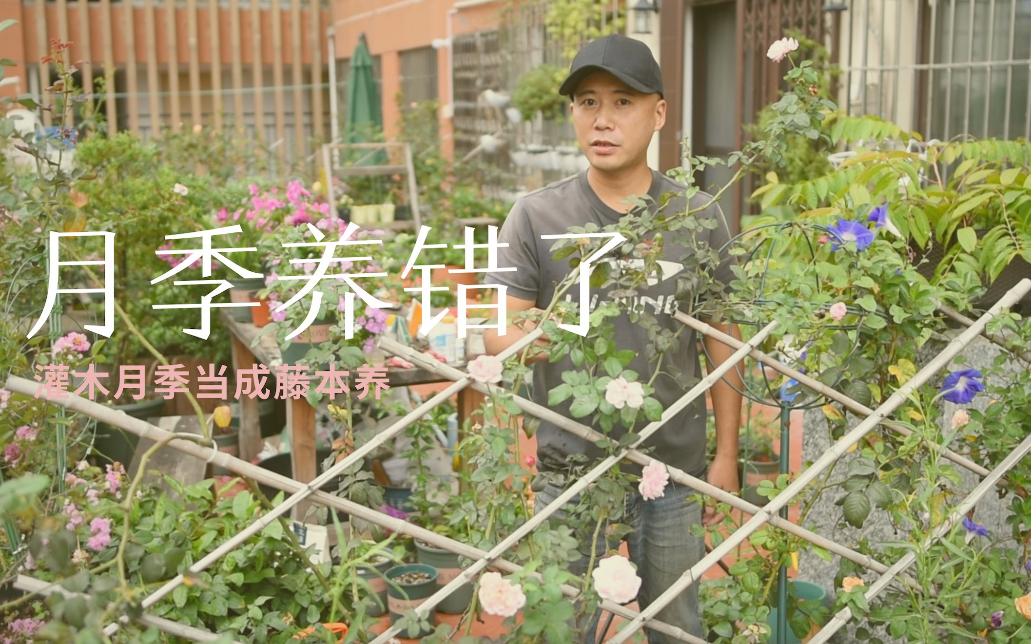 月季养错了,灌木月季错当藤本月季,株型彻底毁掉