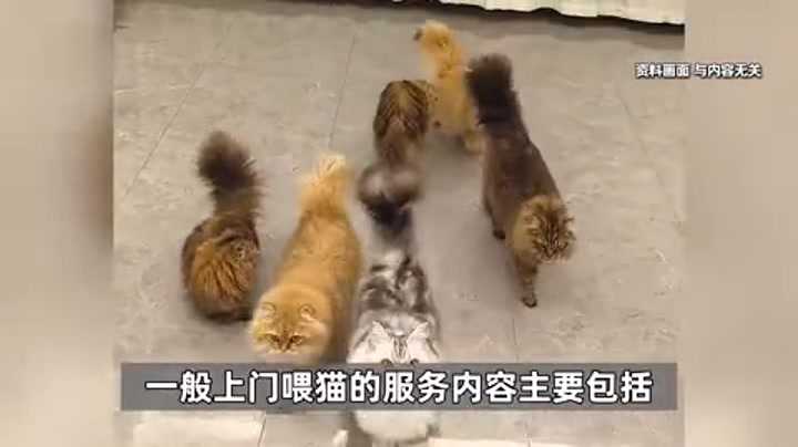 广州大学生春节上门喂猫:10天赚了1万多,最忙的一天跑了21家!