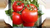 10大低热量食物排行榜! 前5名你不知道的的食物!