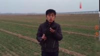 霞农民为了防止羊群吃麦苗在自家地里撒-拌药玉米大鸟因误食致死8557