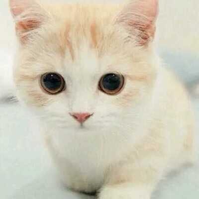 你家猫主子 