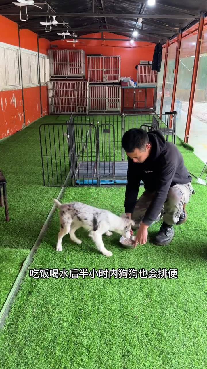 快速教会狗狗在家上厕所