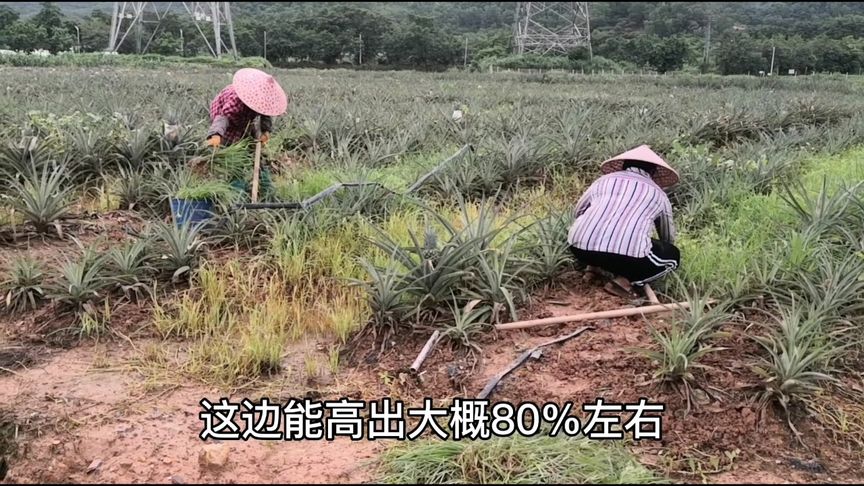 凤梨比菠萝卖得贵,并不是凤梨种植管理成本有多高,它到底贵在哪