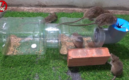 老鼠竟然傻到自己进笼子!看大佬如何拿塑料桶自制捕鼠器让傻老鼠...