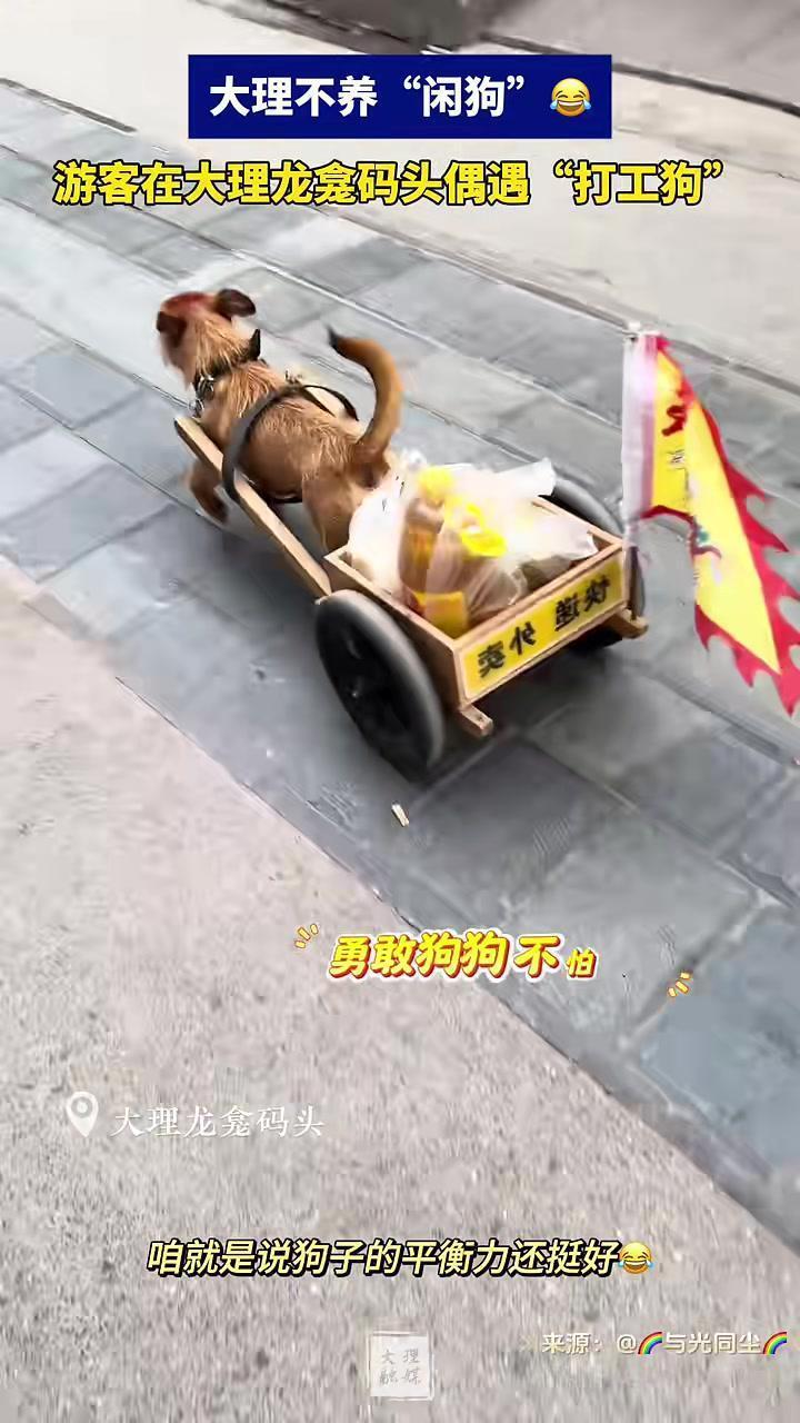 大理不养“闲狗”游客在大理龙龛码头偶遇“打工狗”咱就是说狗子的...