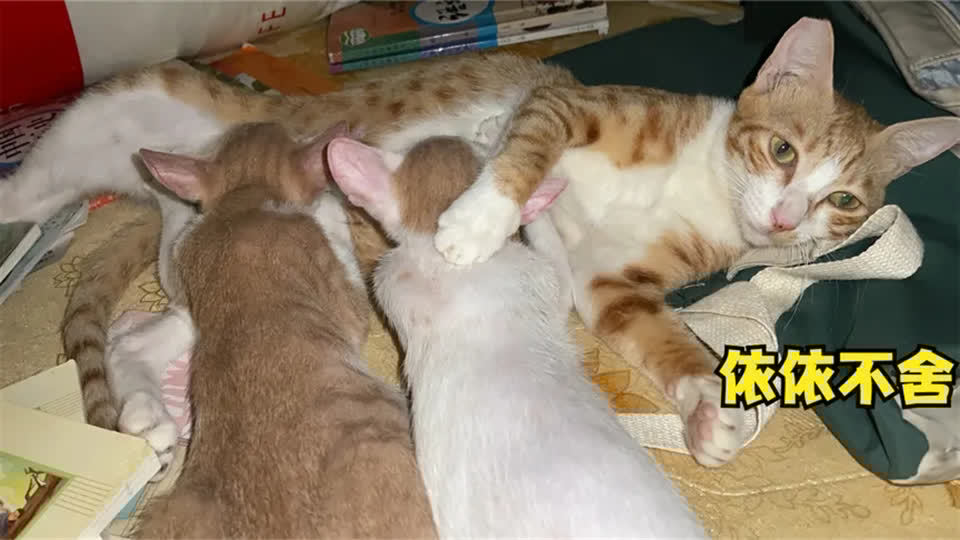 小猫要送走了,母猫抱在怀里逐一亲吻,难舍难离一别就是永远