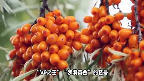 沙棘原浆VS沙棘油!功效大不同,选对省下冤枉钱!