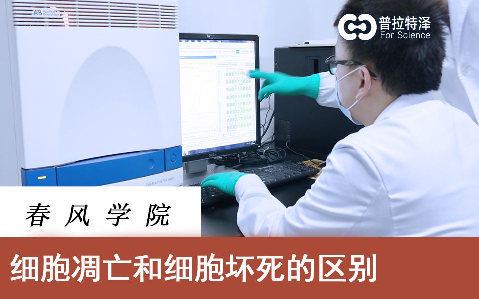 细胞凋亡和细胞坏死有什么区别?今天终于盘明白了!