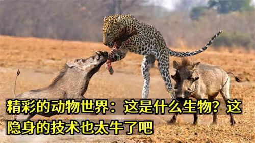 精彩的动物世界:这是什么生物?这隐身的技术也太牛了吧