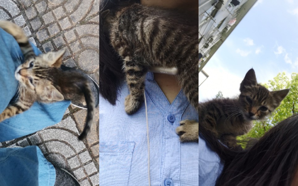 会顺着腿爬上肩膀的小狸花猫!踩奶扒腿撒娇巨可爱!