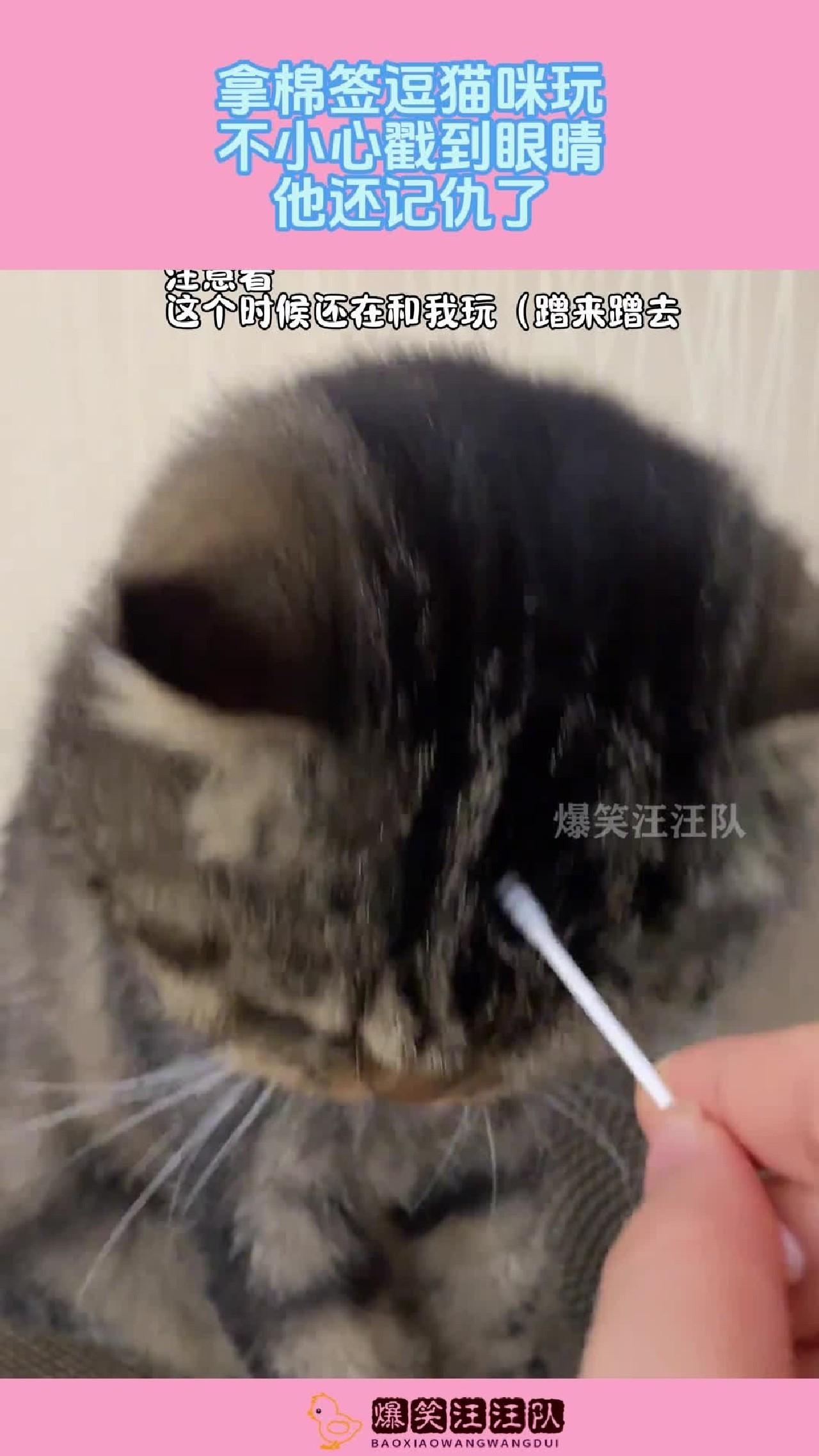 拿棉签逗猫咪玩,不小心戳到眼睛,他还记仇了!