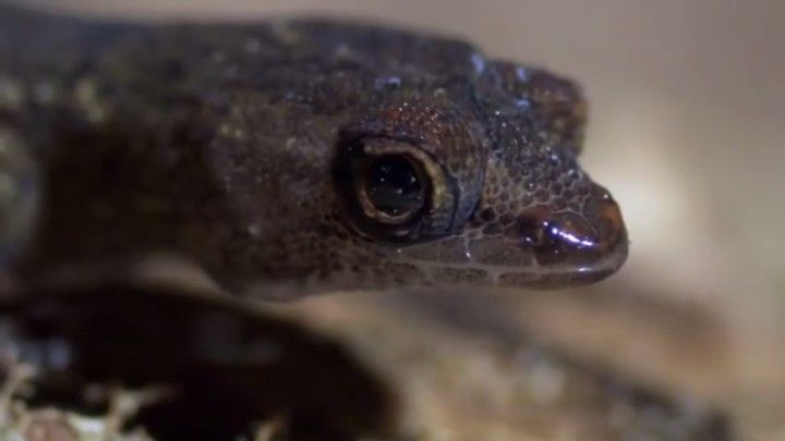 《生命》第2集:爬行和两栖动物