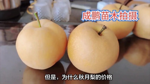 秋月梨为啥那么贵?秋月梨和丰水梨怎么区别,秋月梨行情价为啥高