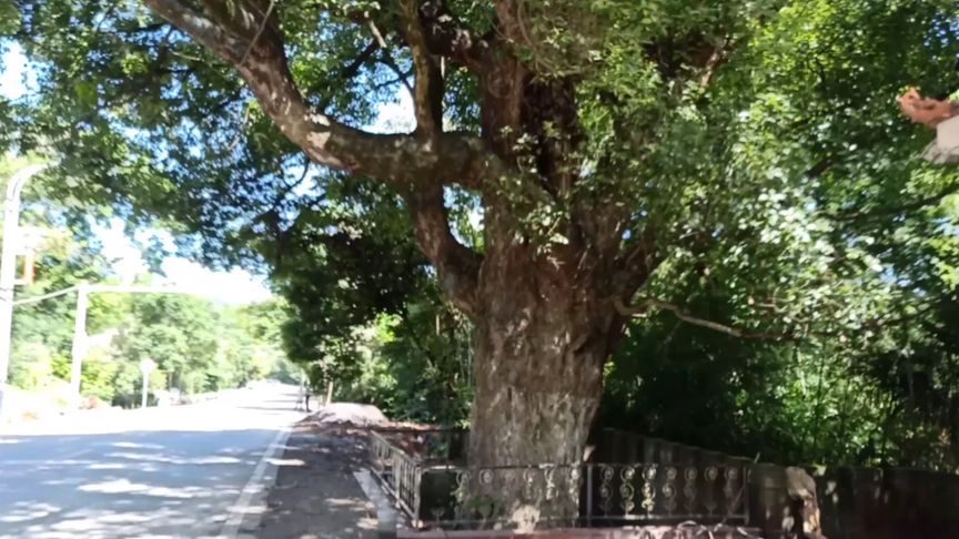 松滋市这棵香樟树,历经几百年枝繁叶茂!