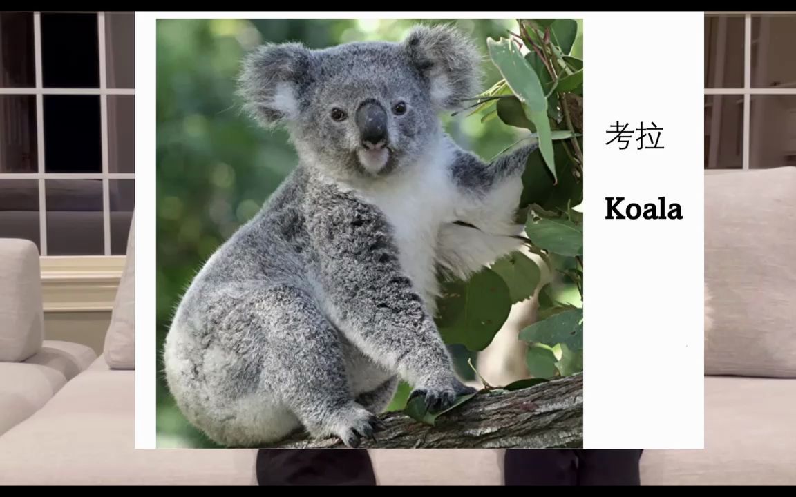 Host Junior 我是小主播 第156期 地球上的动物 Koala大脑与身体的比例...