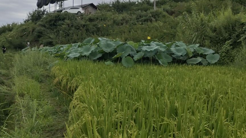 稻子的使命并非在于其生长的过程中妆扮自然,而在于滋养生命