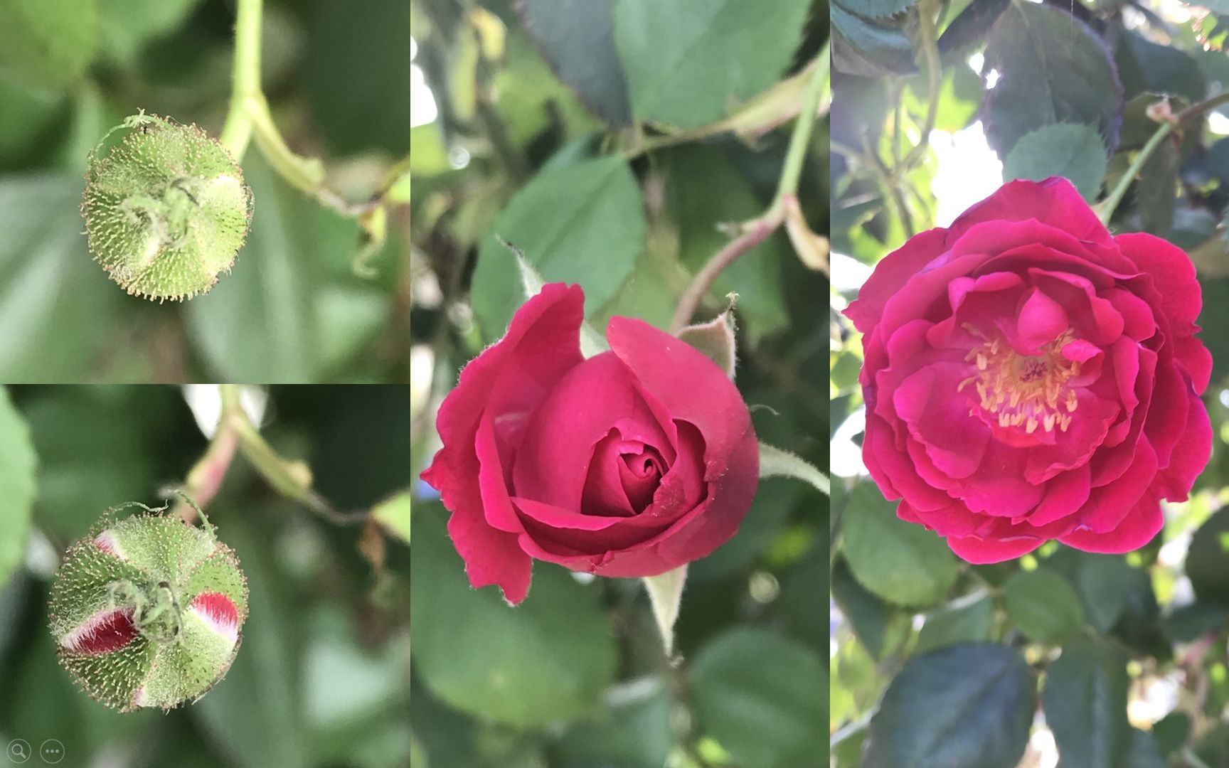 【植物成长记】玫瑰生长记录(正面特写)