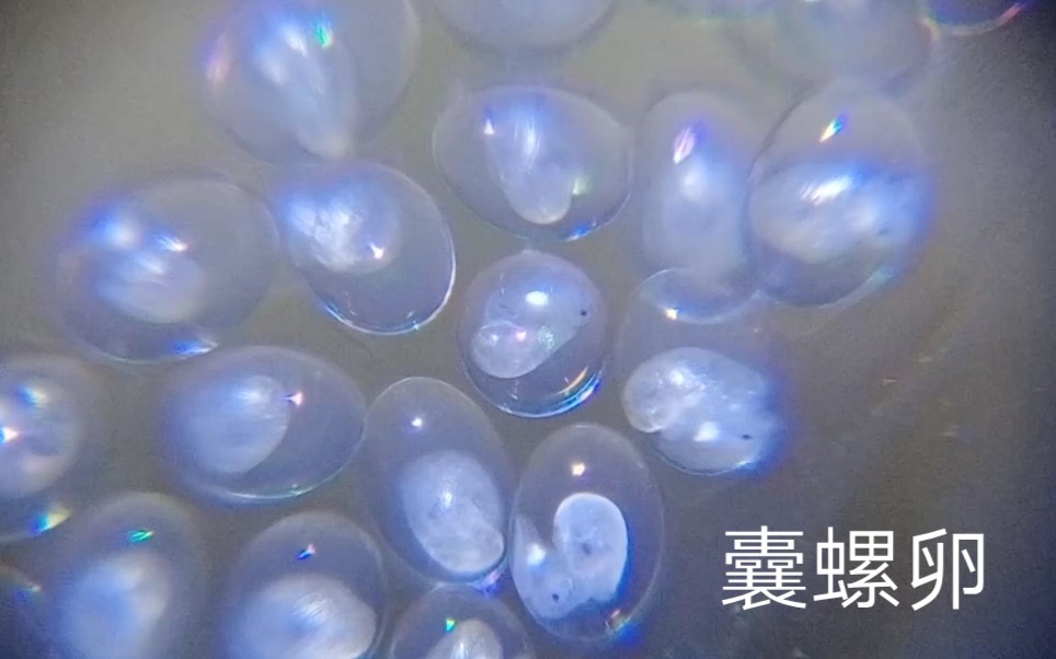 给大家看看鱼缸里的囊螺产的卵