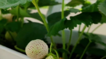 无土栽培是指采用营养液等设施进行植物栽培的技术,与传统土壤栽培...
