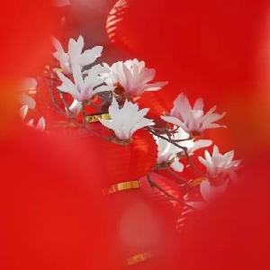 守护正能量的小艾米 