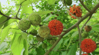 构树全身都有药用价值,结果实很漂亮,摘来尝一下!
