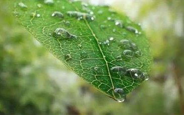 C4D教程 树叶上的水珠建模和渲染 A Water Droplet Falling Off A Leaf