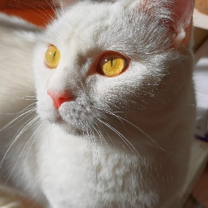 原来是茜妹妹啊 