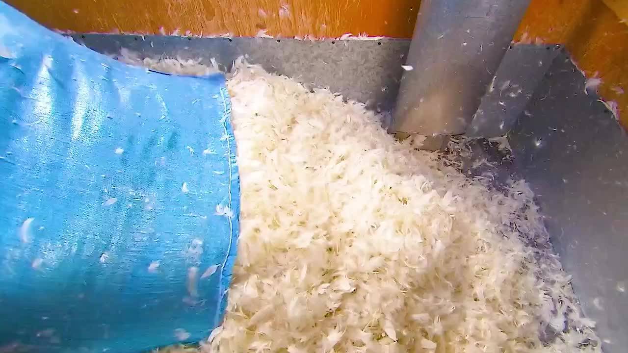 羽绒被是如何制作的?先将羽毛和羽绒分离,再用肥皂热水杀菌去油