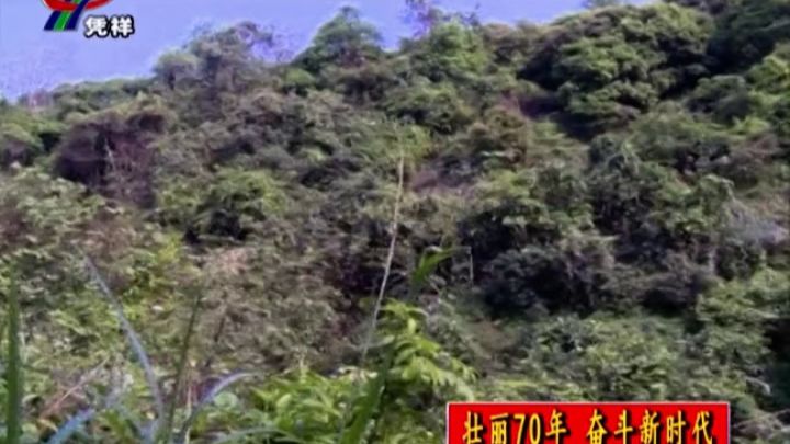 凭祥:切实加强森林资源管理,林业部门再创佳绩