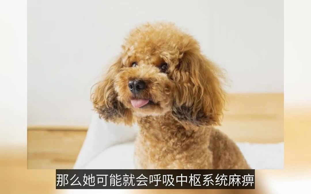 【怡亲科普】小狗得了狂犬病之后,有什么样的症状?