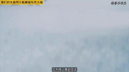 狐狸竟然会用三角定位法锁定猎物的位置