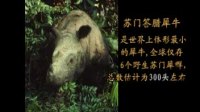 美网站评出全球十大最濒危动物