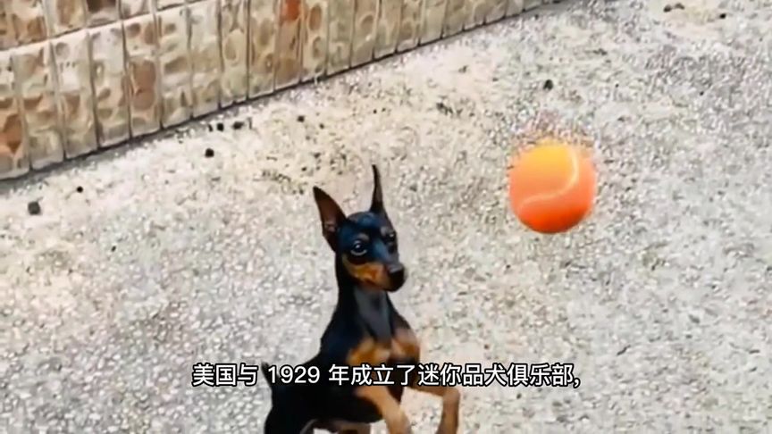 小鹿犬,原产地德国。在所有犬类智商排名第37位。#萌宠推荐官