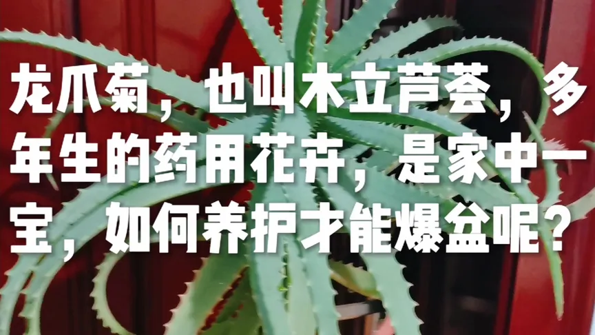 龙爪菊也叫木立芦荟,多年生的药用花卉,是家中一宝,如何养爆盆