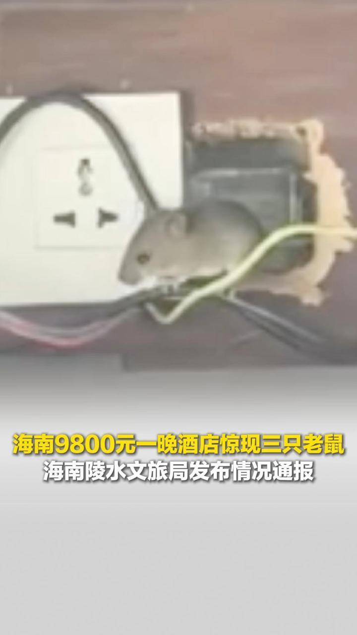 海南9800元一晚酒店半夜惊现3只老鼠,当事人:酒店只愿赔偿房券,希望...