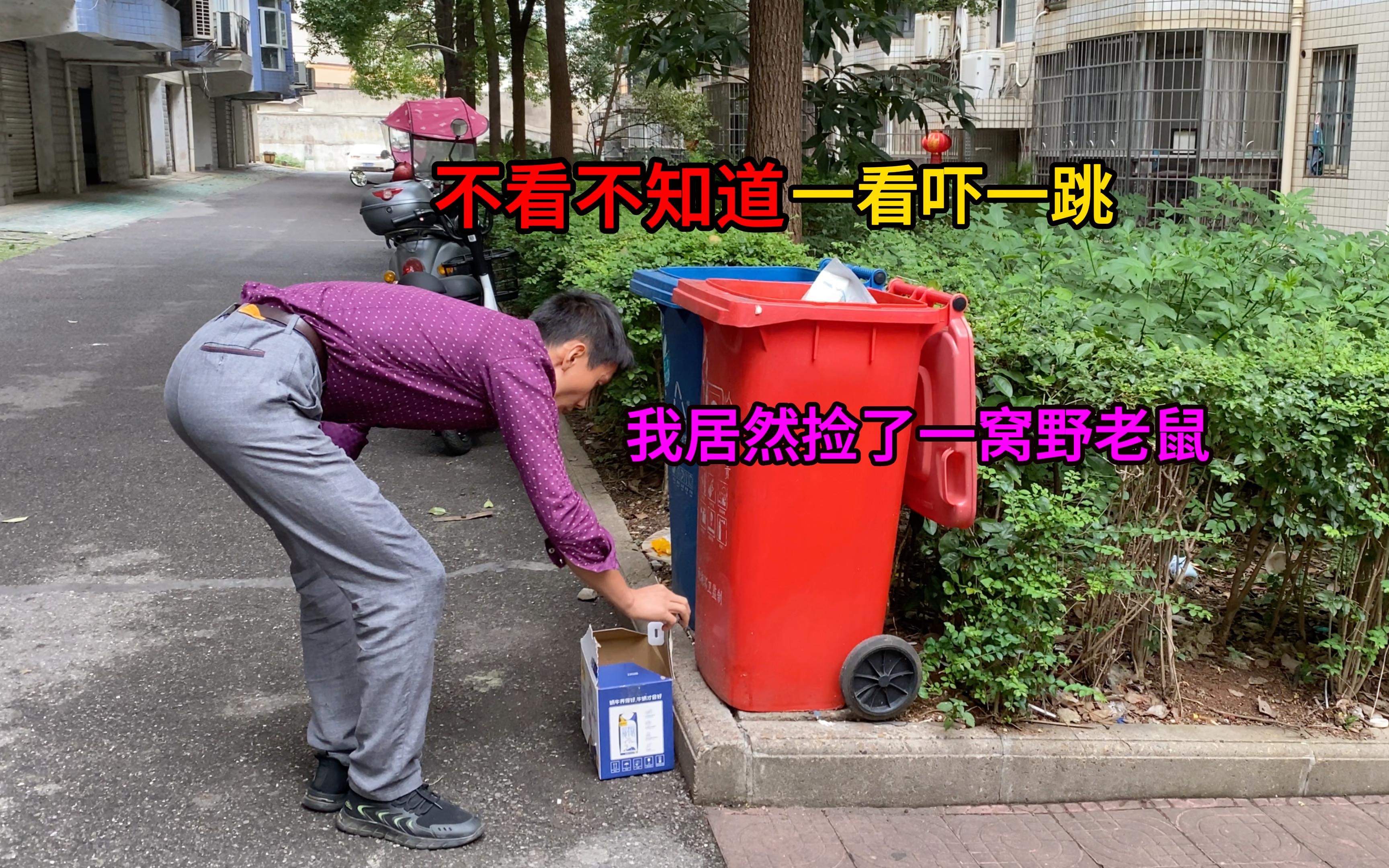 在垃圾桶边捡了个纸箱,里面居然有一窝小老鼠
