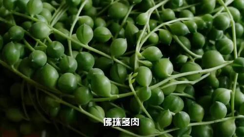 佛珠怎么养才爆盆?让佛珠多肉爆盆的十大问题解答