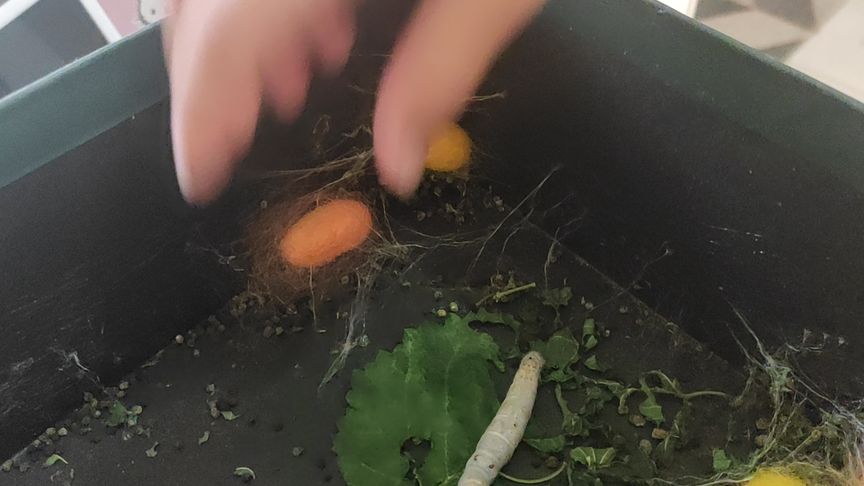 蚕茧抽丝不容易,难怪蚕丝制品那么贵