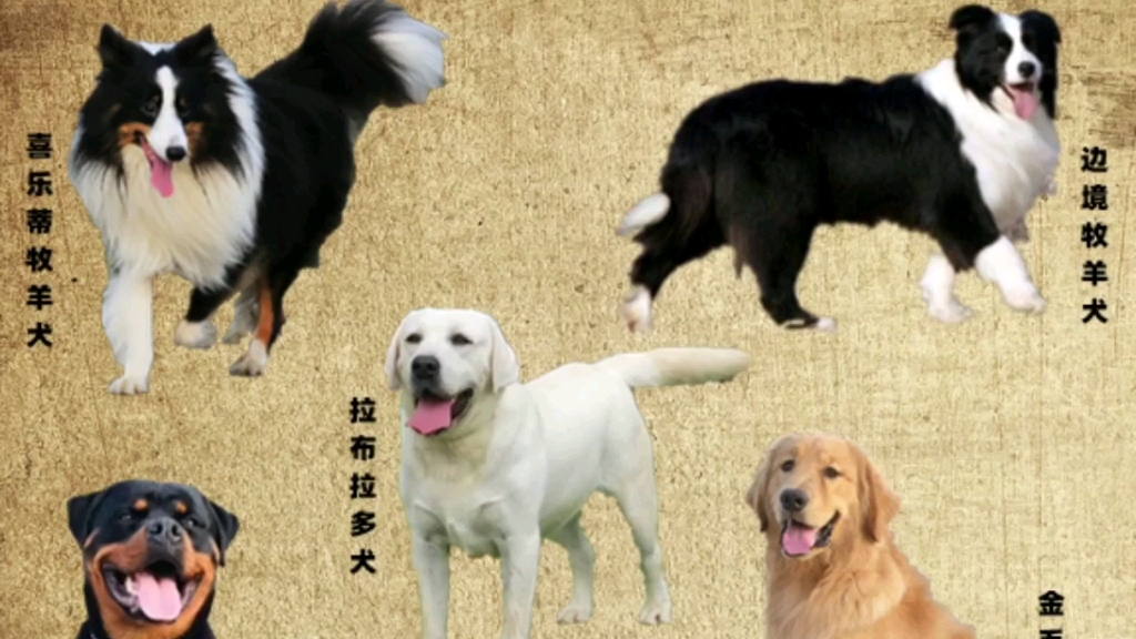 智商是硬伤!世界上十种最聪明的狗,德牧竟然不是第一!