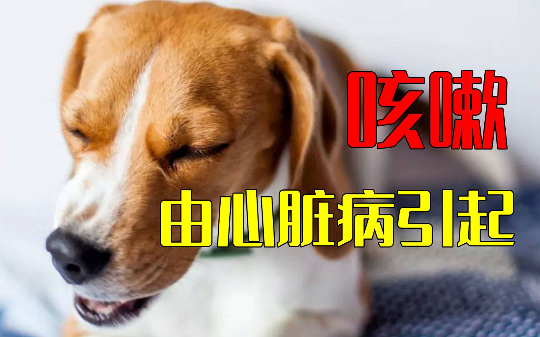 谁能想到狗经常咳嗽,是由它心脏病引起