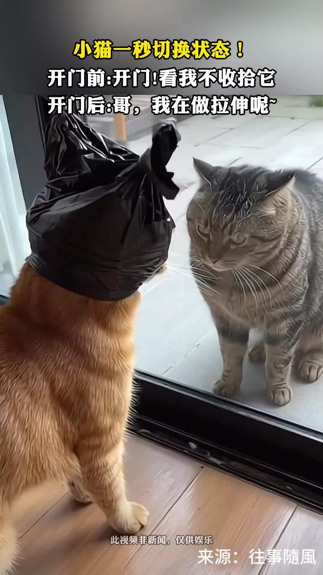 小猫一秒切换状态!