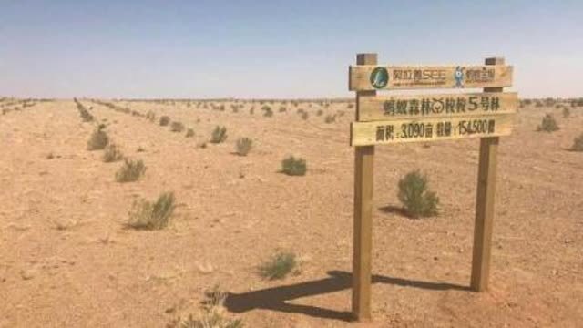 在支付宝蚂蚁森林"偷"能量有啥用?我们种的树都.