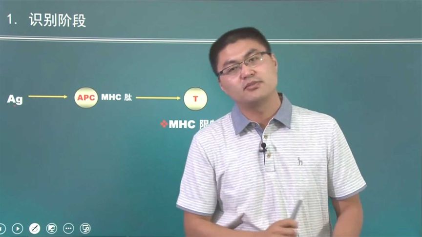 医学免疫学:T细胞介导的免疫应答-2 免疫应答的阶段和类型