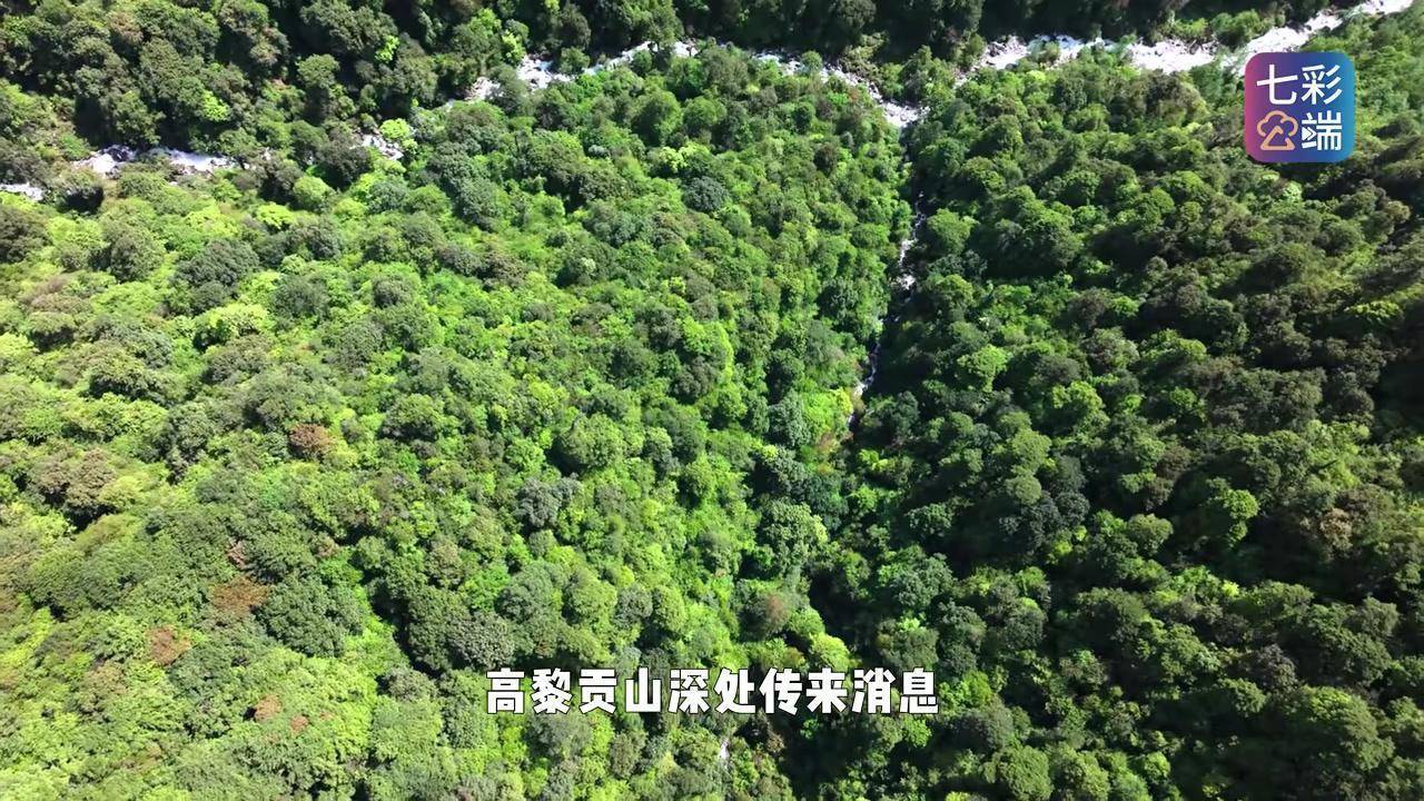 两栖及爬行类动物多样性监测成果揭示生态保护新突破