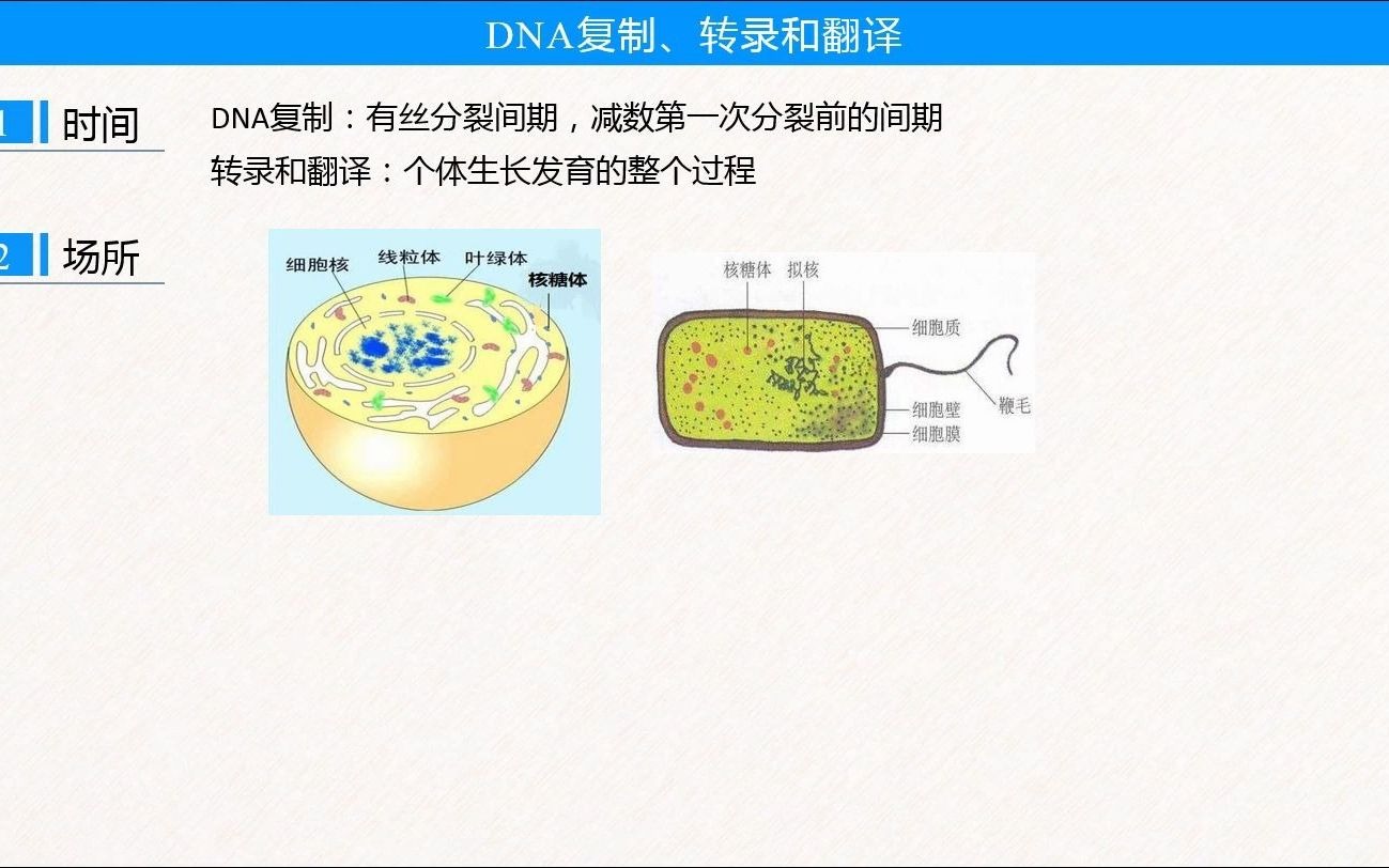 人教版-必修二-DNA分子复制、转录和翻译的比较-