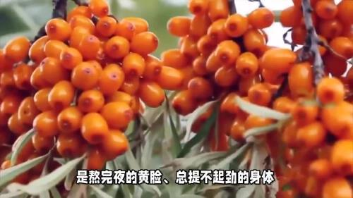 痛经黄脸不想动?沙棘5个好处让你告别疲惫重焕光彩!