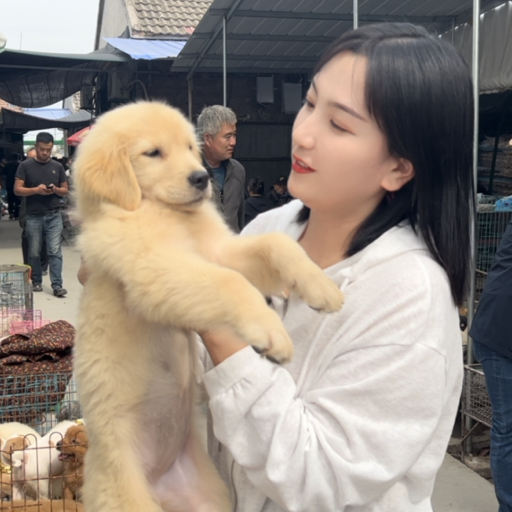 彤彤的淘宠日记 